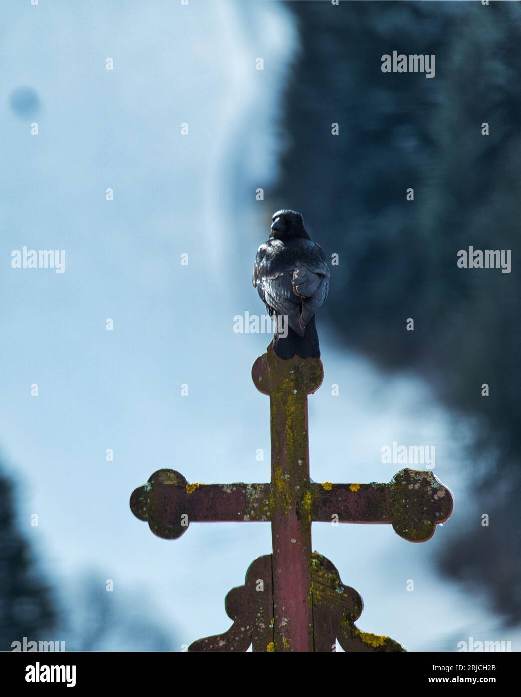 A black crow perched atop a cross in a scenic outdoor setting Stock ...