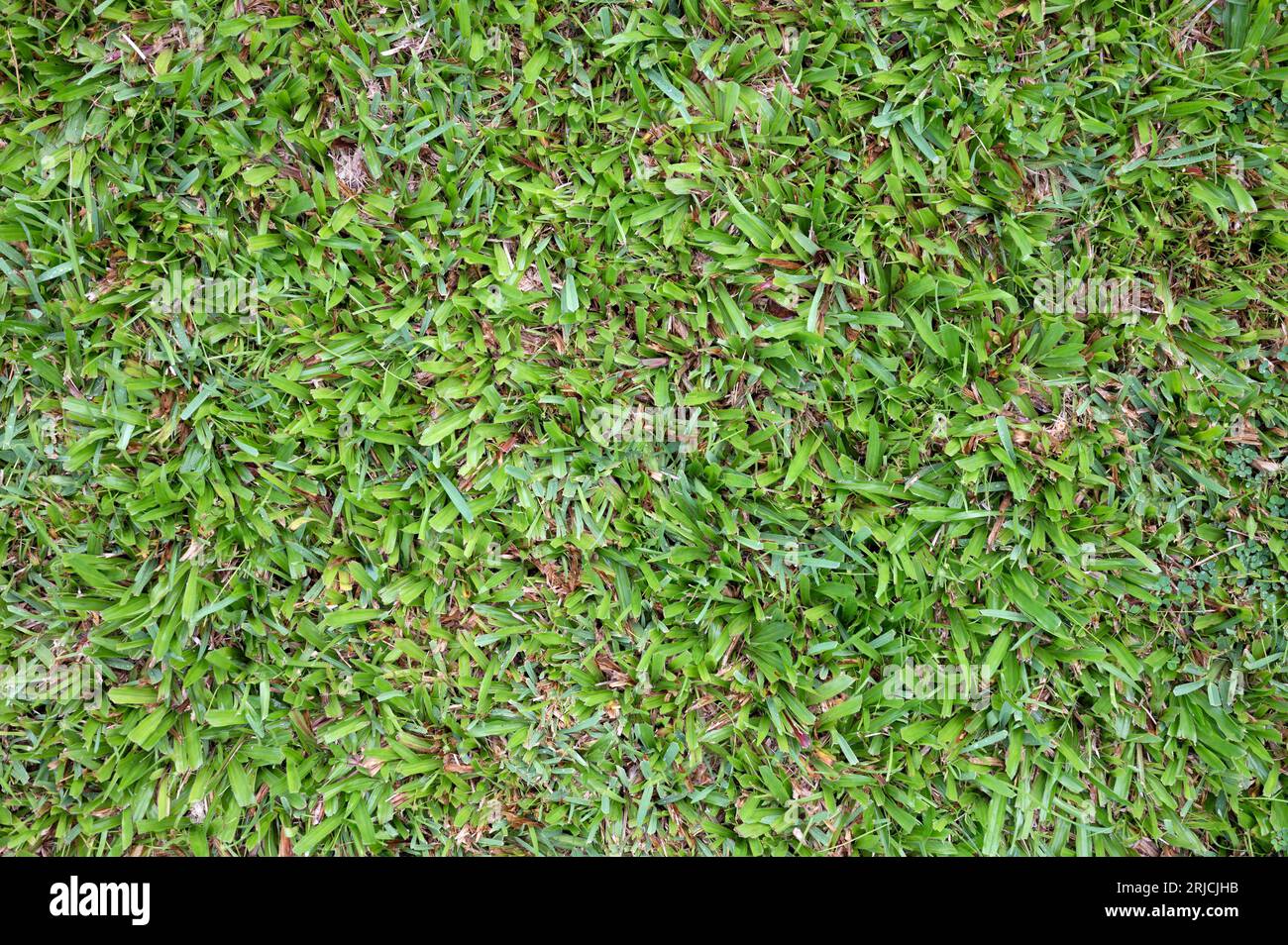 Yard trimmed wet grass texture background close up view Stock Photo - Alamy
