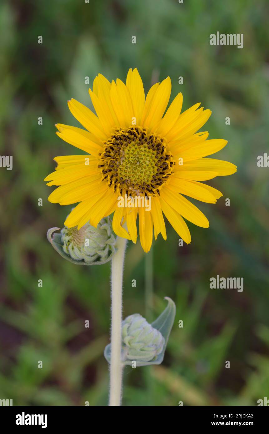 Downy sunflower hi-res stock photography and images - Alamy