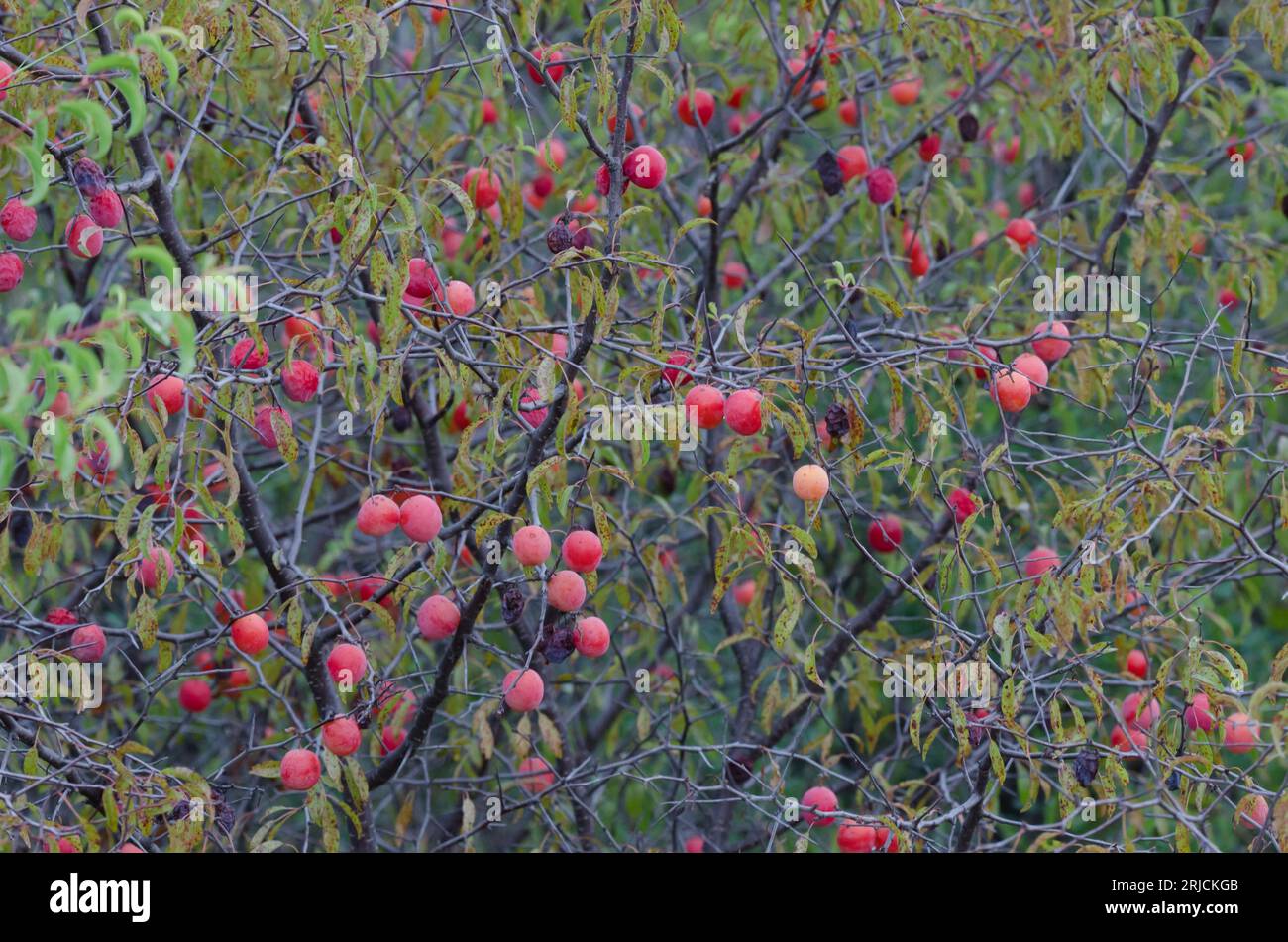Chickasaw Plum, Prunus angustifolia, fruit Stock Photo - Alamy