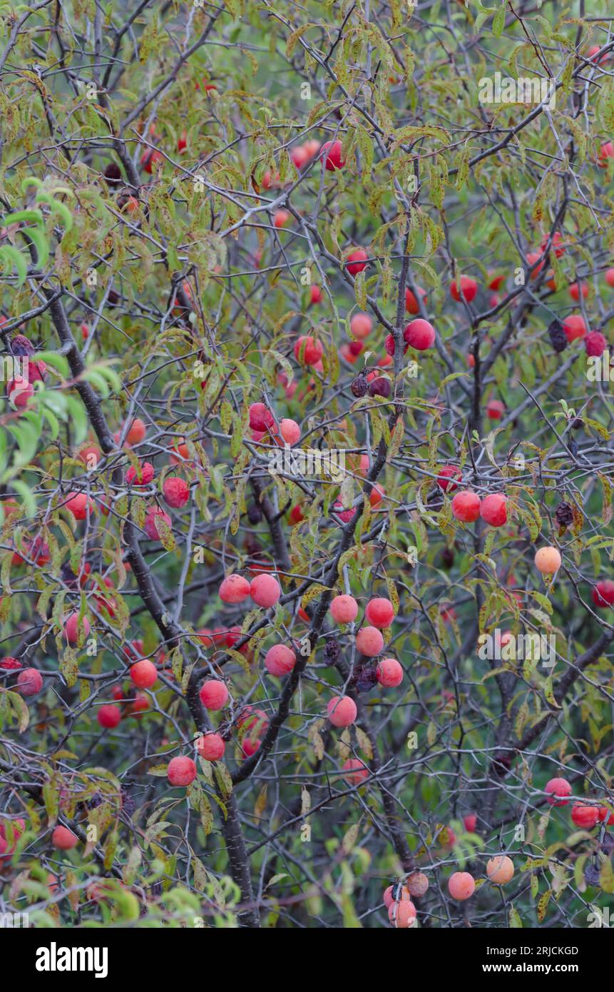 Chickasaw Plum, Prunus angustifolia, fruit Stock Photo - Alamy