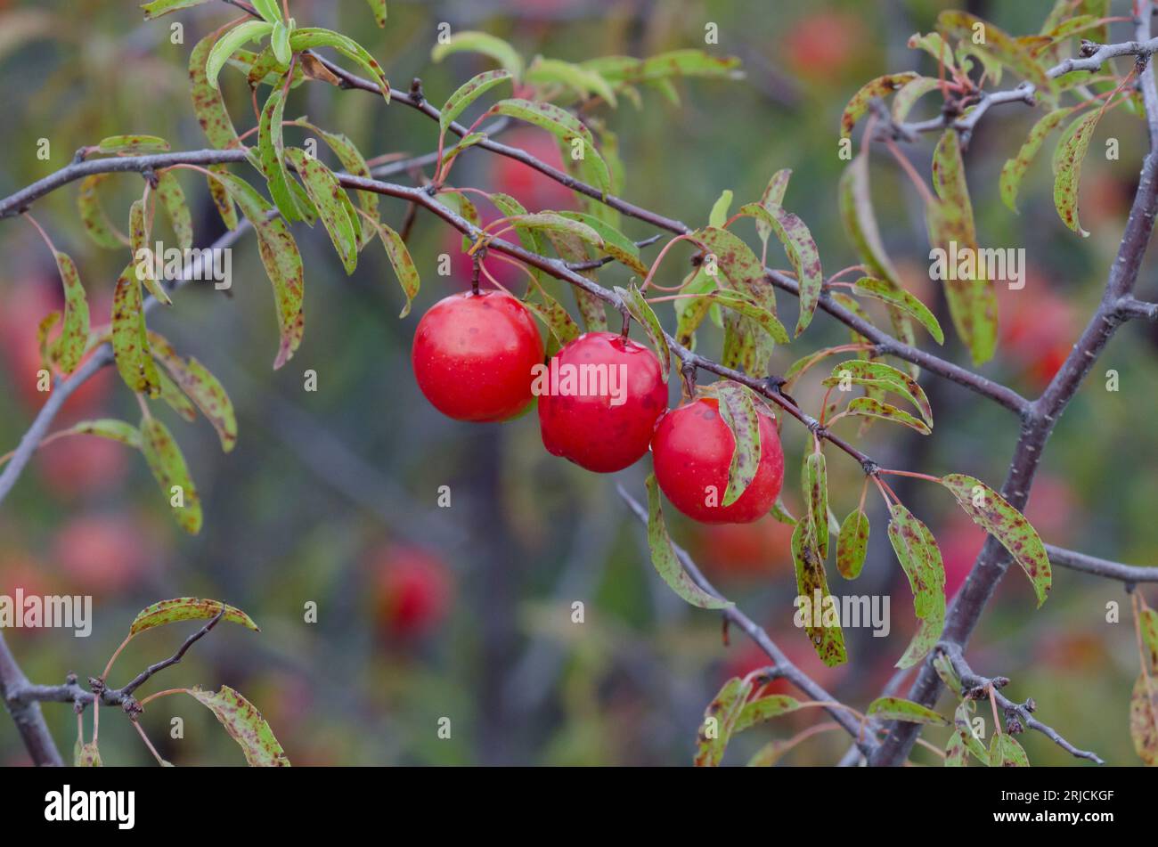 Chickasaw Plum, Prunus angustifolia, fruit Stock Photo - Alamy