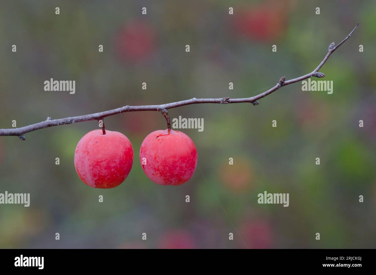 Chickasaw Plum, Prunus angustifolia, fruit Stock Photo - Alamy