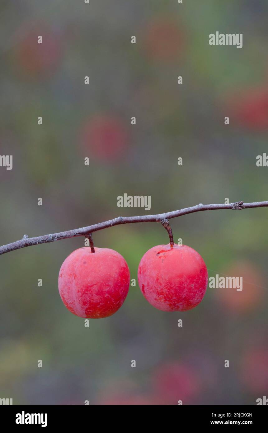 Chickasaw Plum, Prunus angustifolia, fruit Stock Photo - Alamy