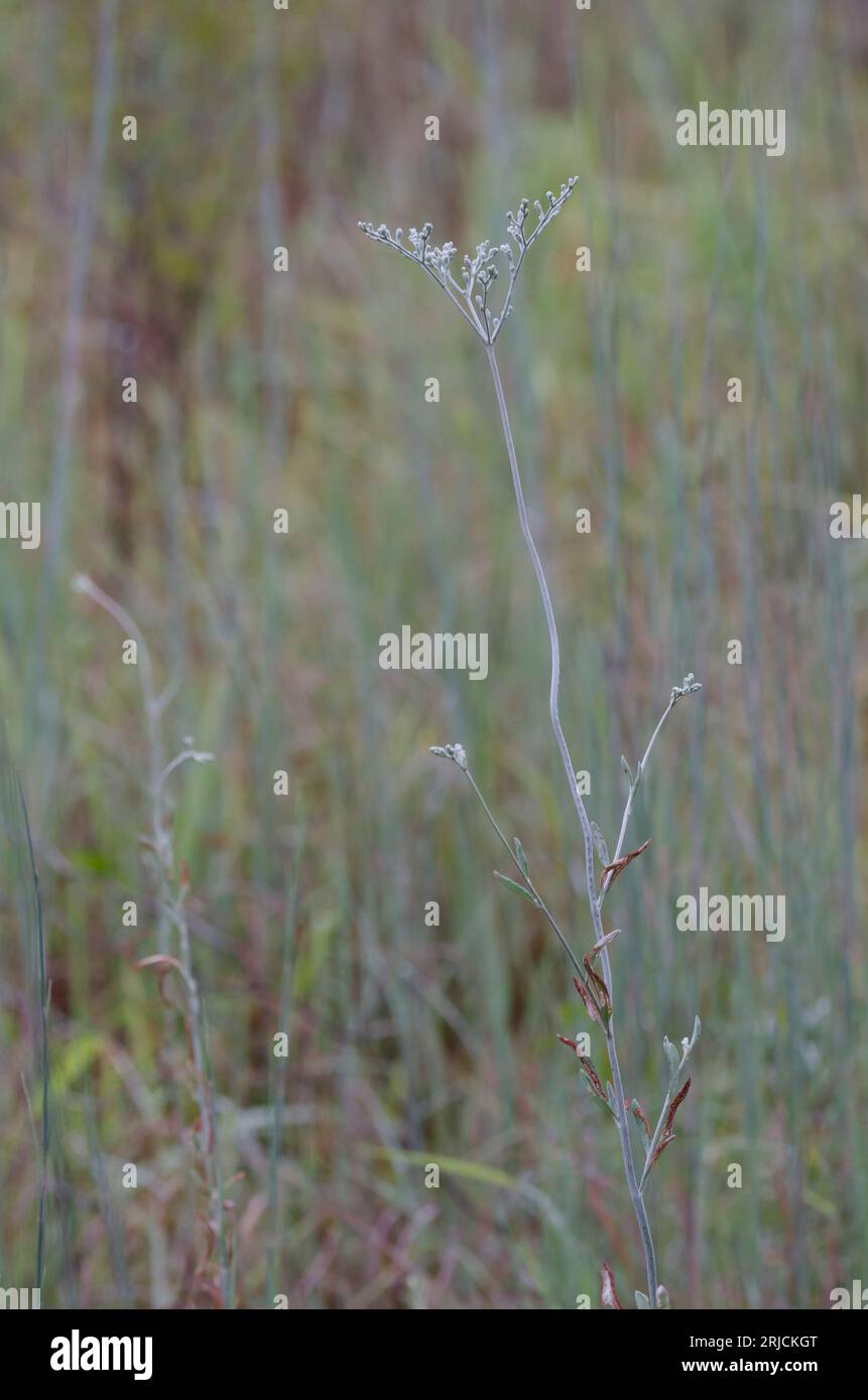 Wild buckwheat hi-res stock photography and images - Alamy
