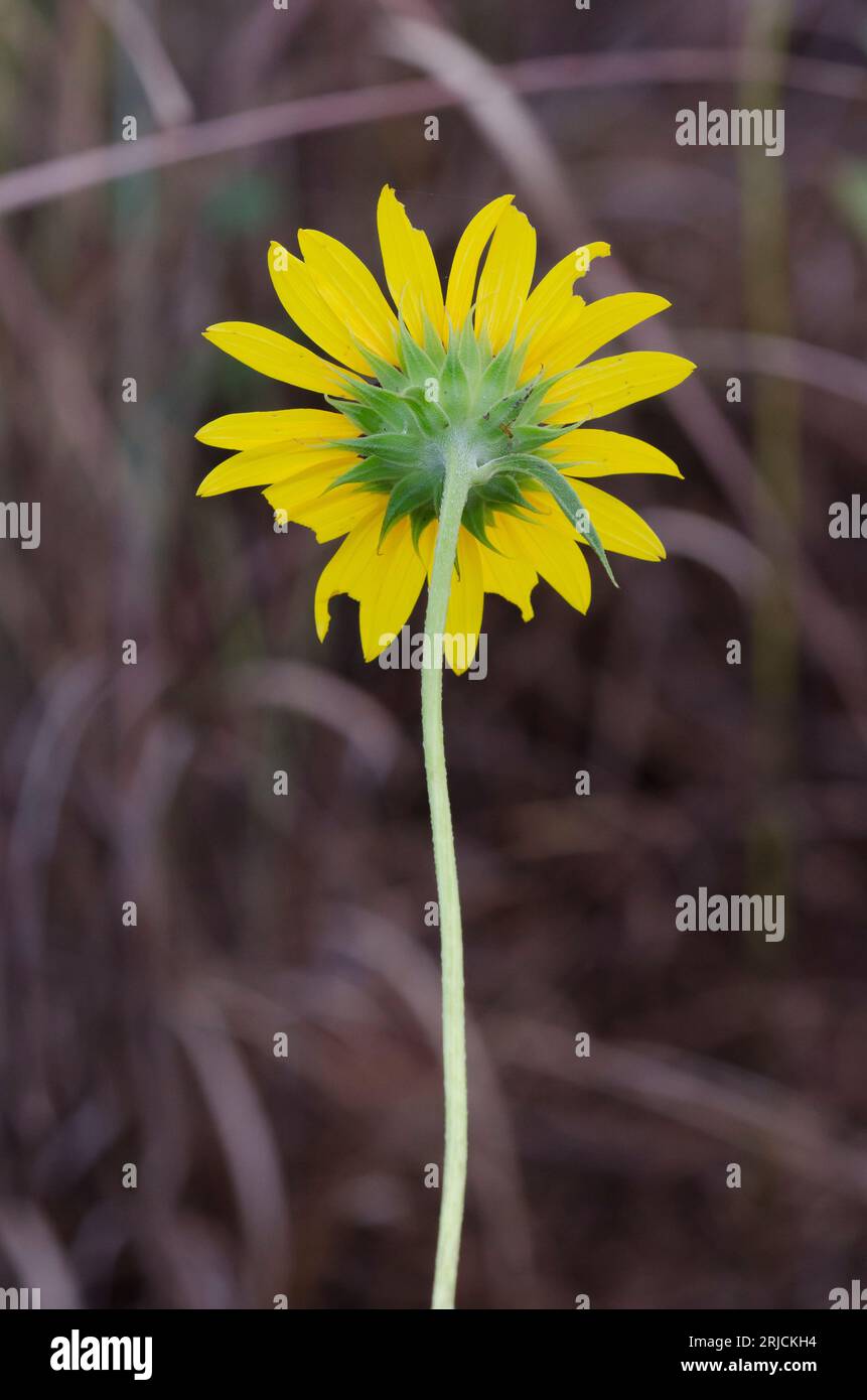 Helianthus helianthus s hi-res stock photography and images - Alamy