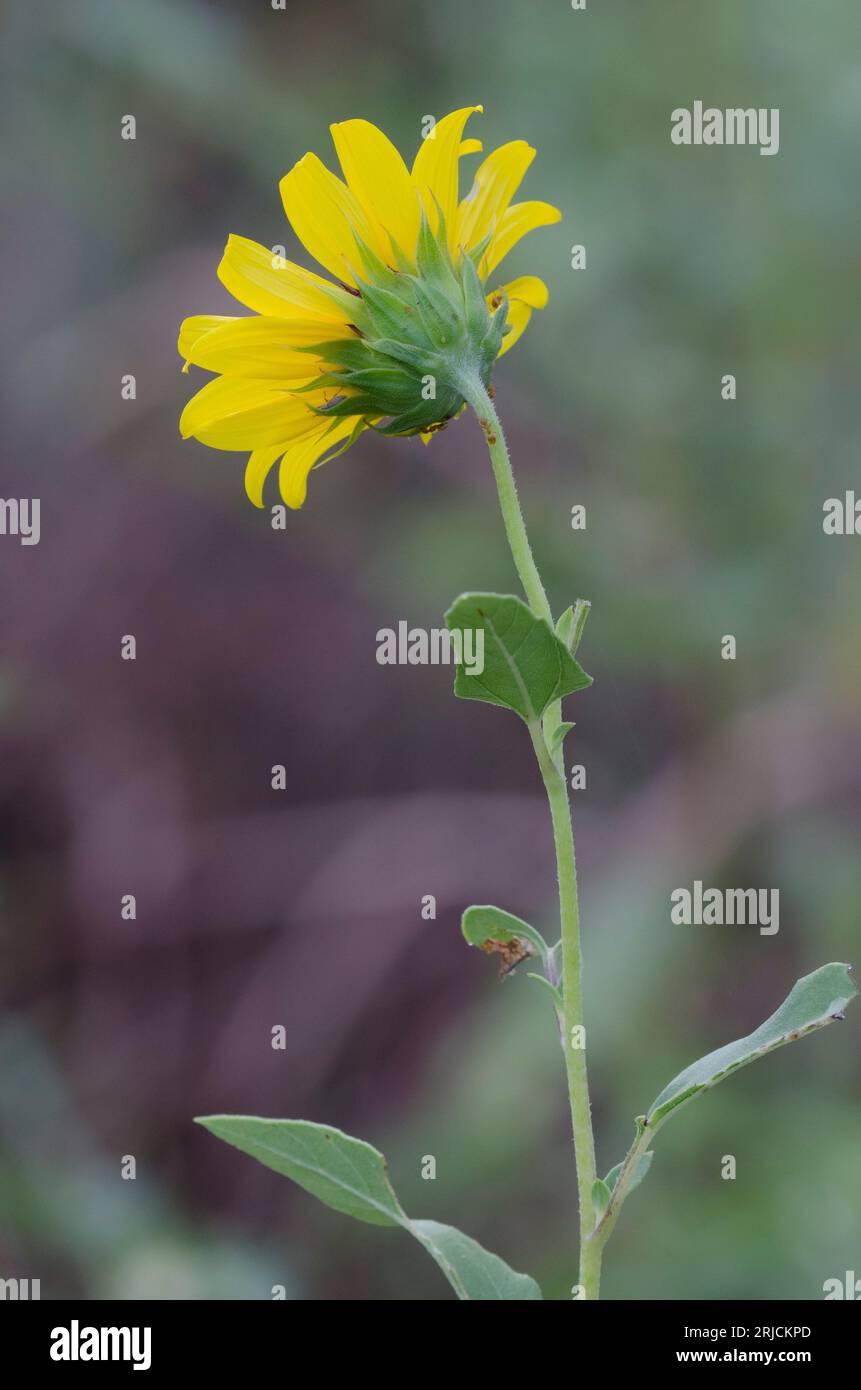 Helianthus helianthus s hi-res stock photography and images - Alamy