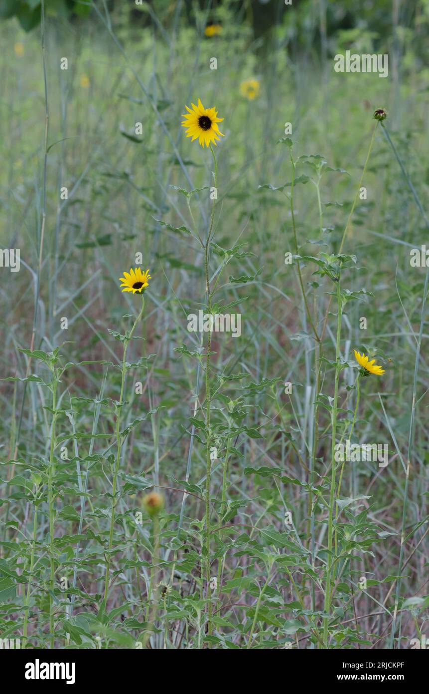 Sunflower wildflowers hi-res stock photography and images - Alamy