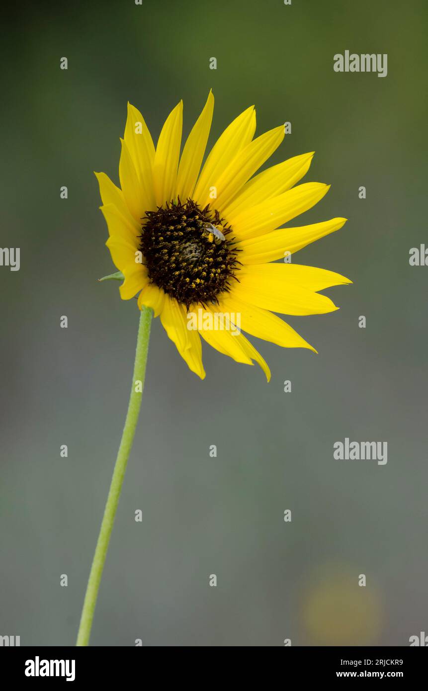 Prairie Sunflower, Helianthus petiolaris Stock Photo - Alamy