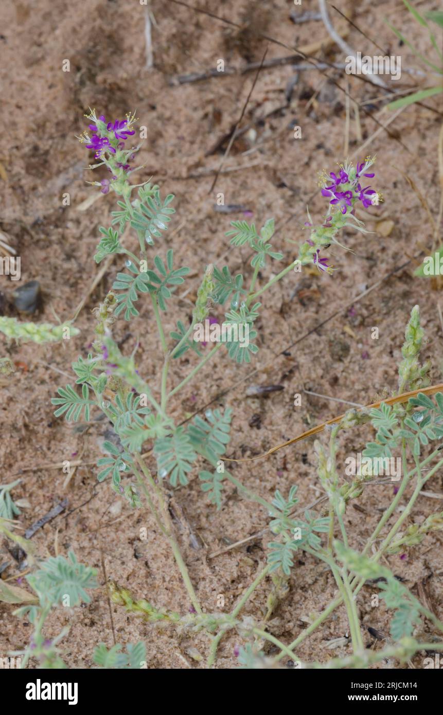 Woolly Prairie Clover, Dalea lanata Stock Photo - Alamy