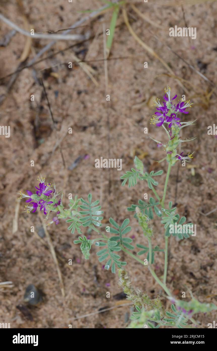 Dalea lanata hi-res stock photography and images - Alamy