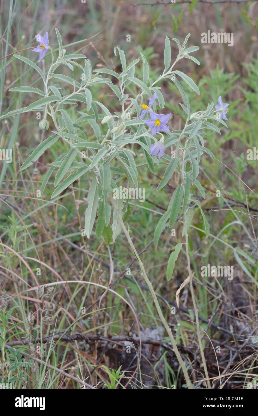 Silverleaf Nightshade, Solanum elaeagnifolium Stock Photo - Alamy