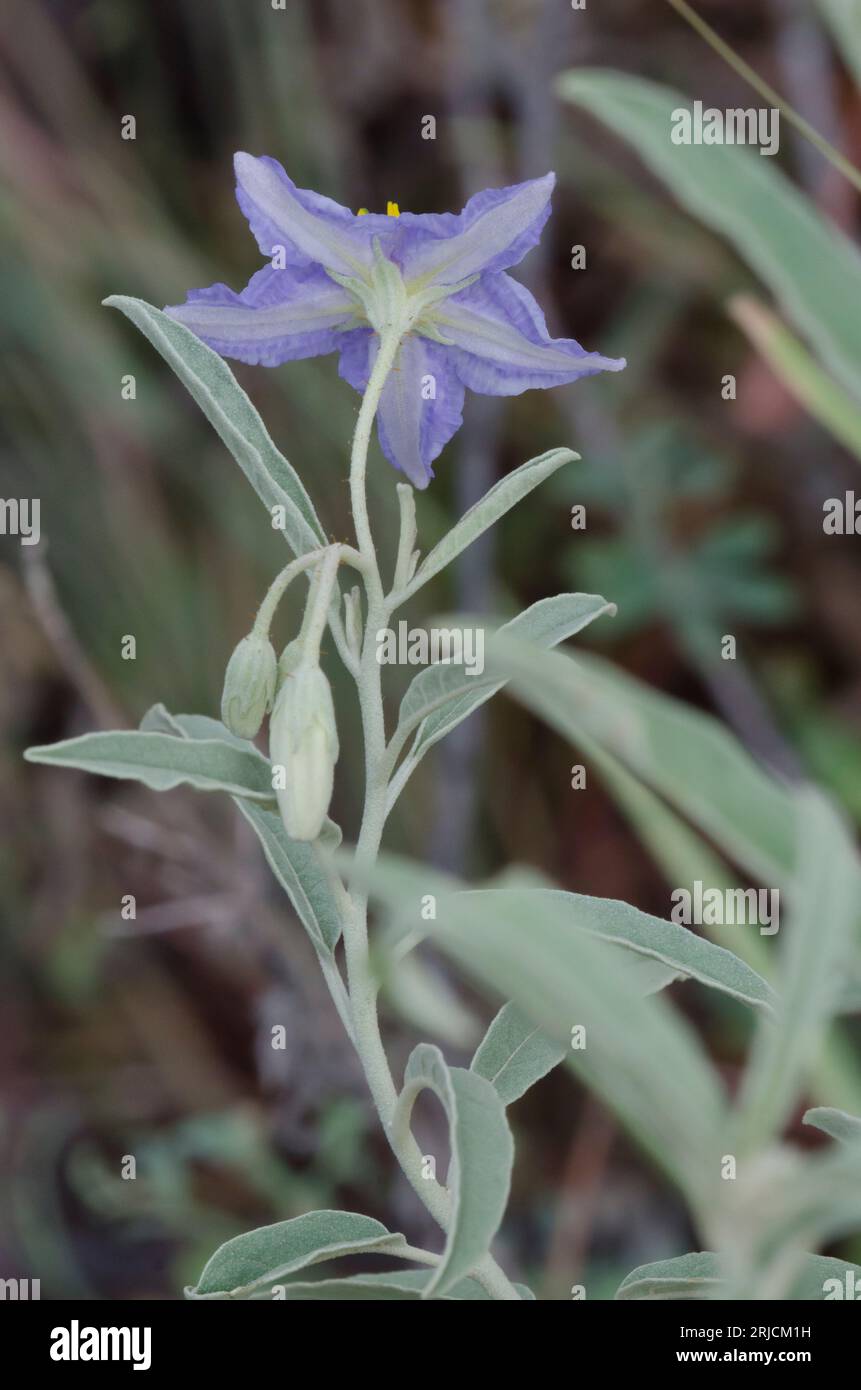 Silverleaf Nightshade, Solanum elaeagnifolium Stock Photo - Alamy