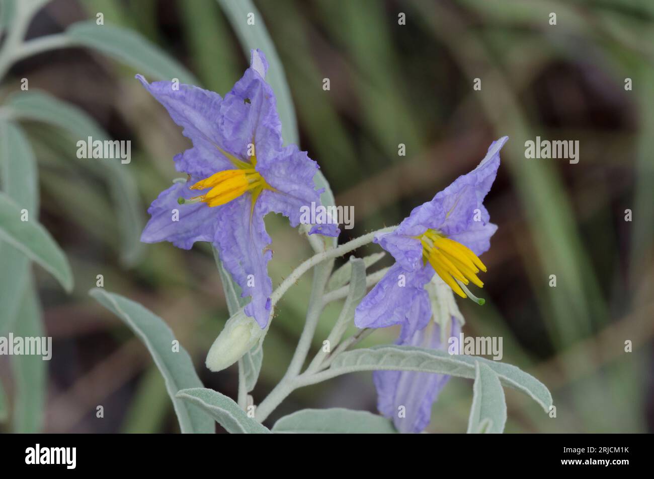 Silverleaf Nightshade, Solanum elaeagnifolium Stock Photo - Alamy