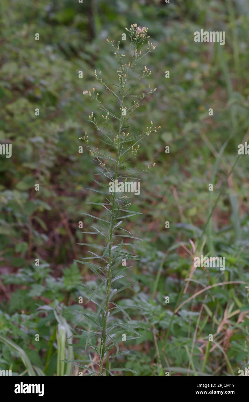 Horseweed Conyza Canadensis