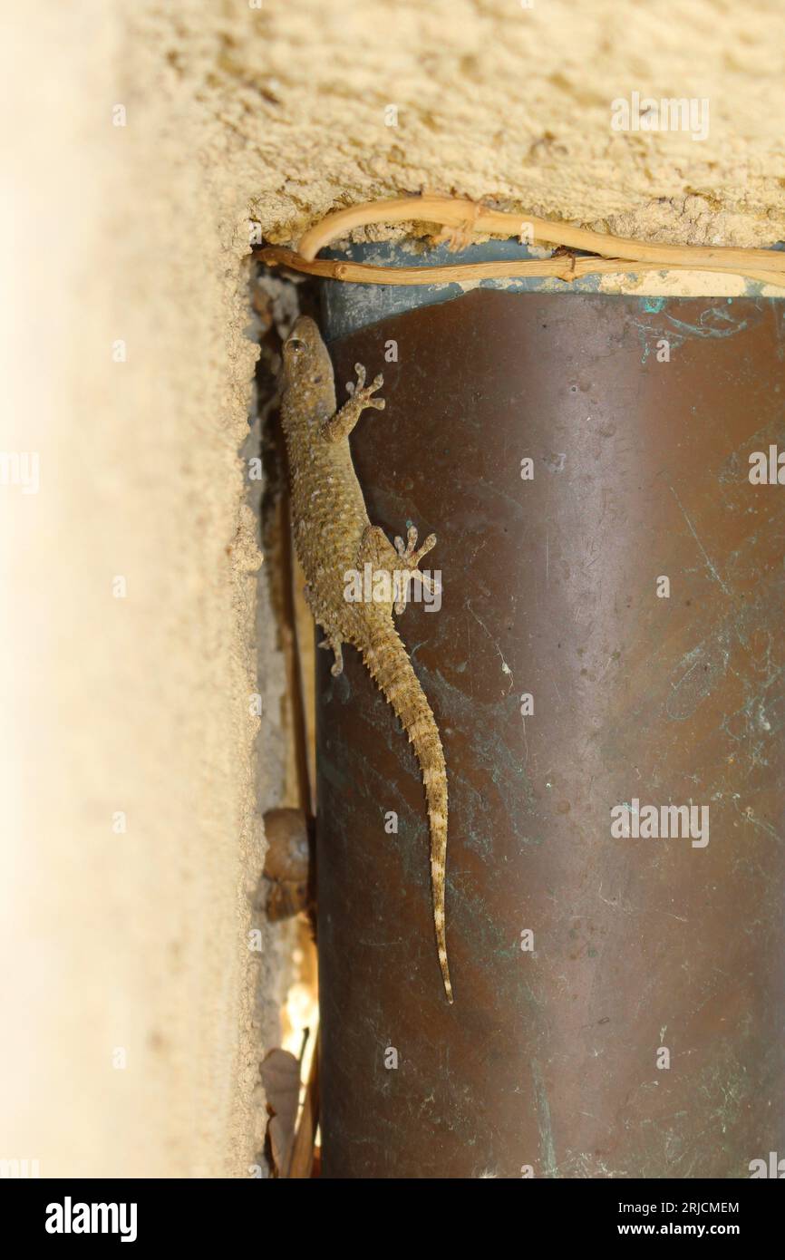 Brown Common wall or Moorish Gecko (Tarentola mauritanica or Tarente de ...