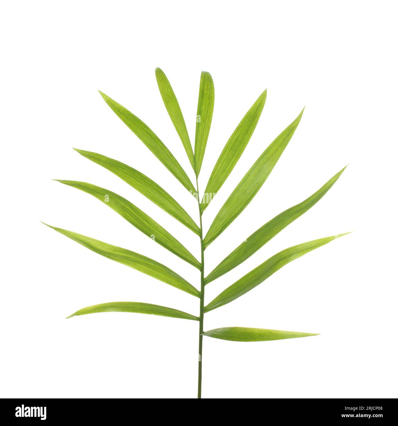 Bright palm tree leaf isolated over white background Stock Photo - Alamy