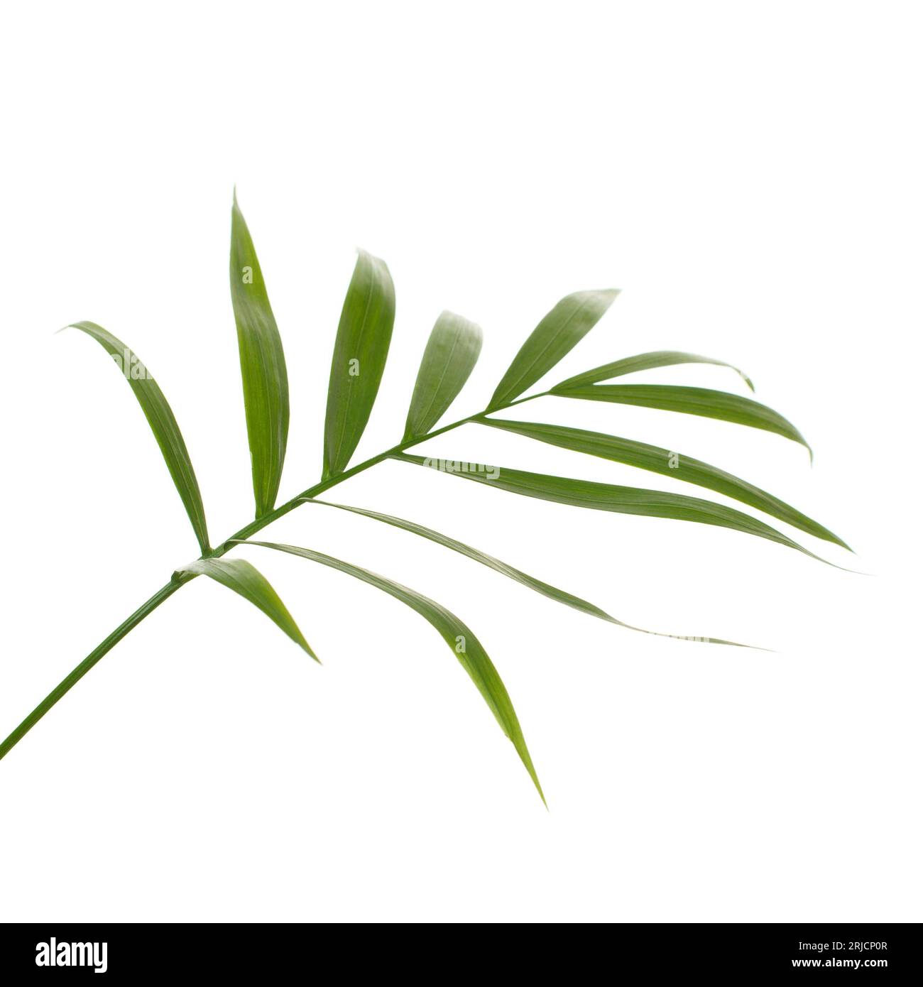 Palm leaves isolated on white Stock Photo - Alamy