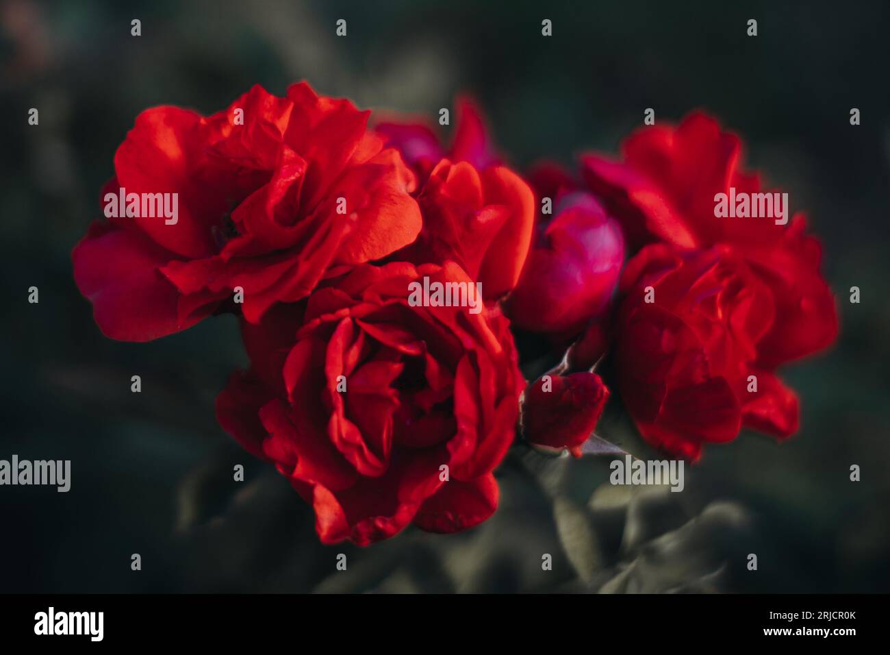 Wild red roses flowers growing in the garden. Natural background for ...