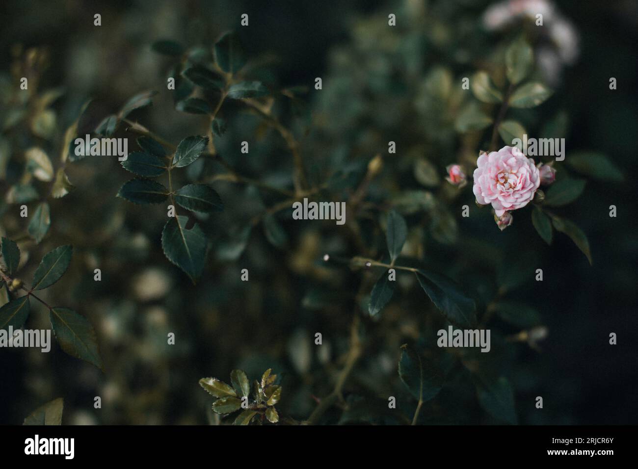 Wild tiny pastel pink rose flower growing in the garden. Natural ...