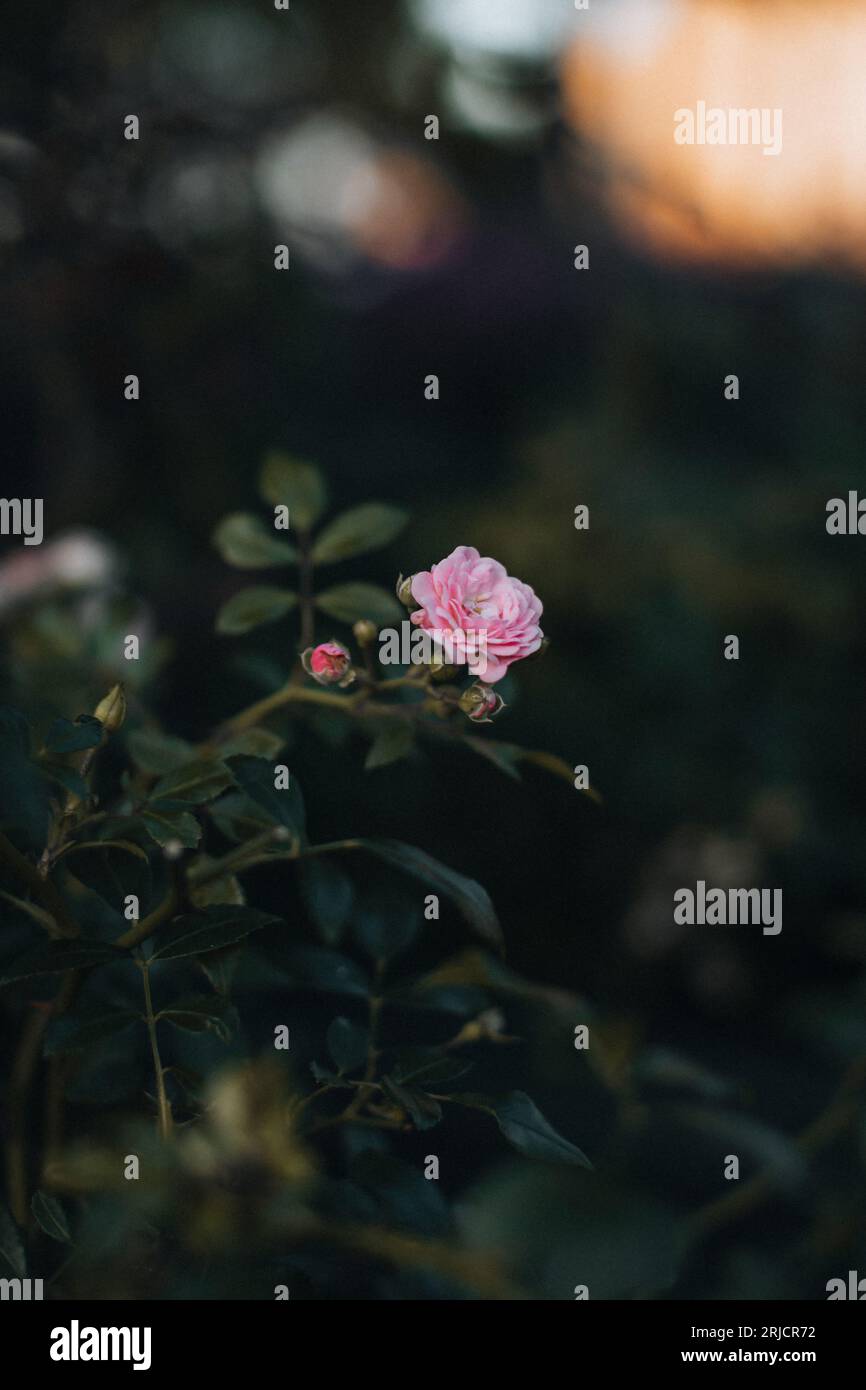 Wild tiny pastel pink rose flower growing in the garden. Natural ...