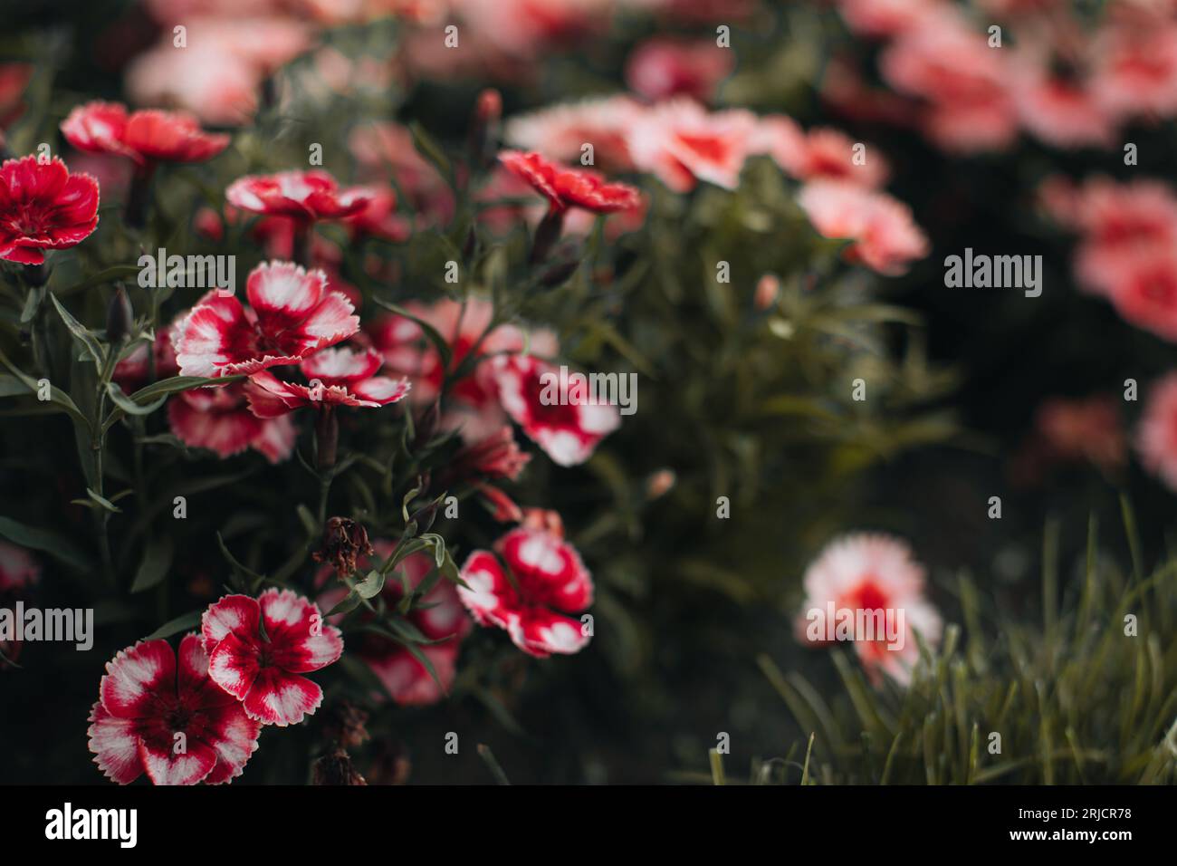Wild autumnal pink flowers growing in the garden. Natural background ...