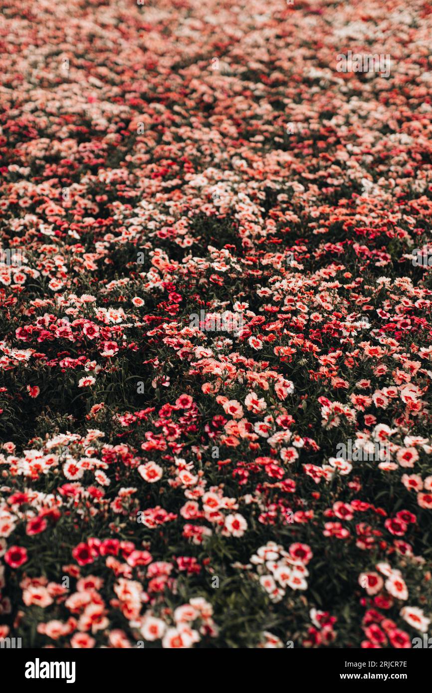 Wild autumnal pink flowers growing in the garden. Blooming field ...