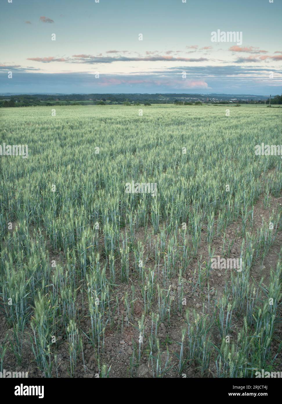 Arable farmland in rural Shropshire, England, UK Stock Photo - Alamy