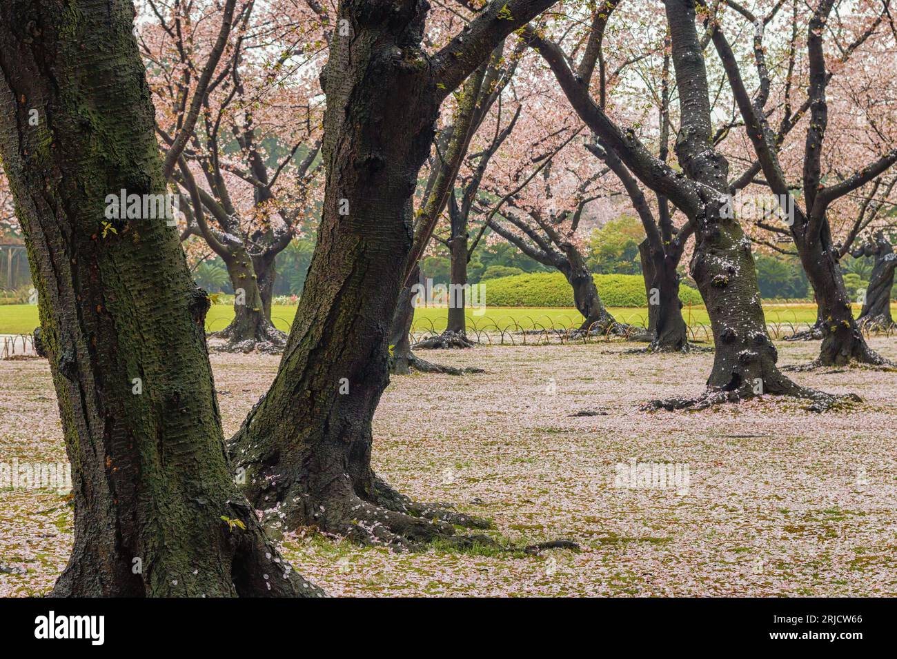 Cherry trees and fallen cherry blossom (sakura) in Korakuen garden in ...