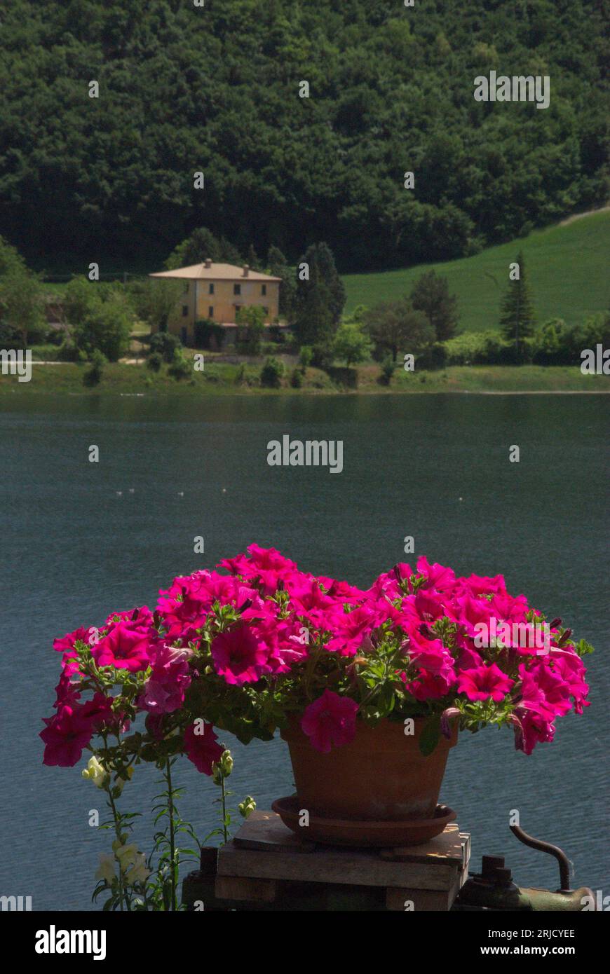 Sfondo flower hi-res stock photography and images - Alamy