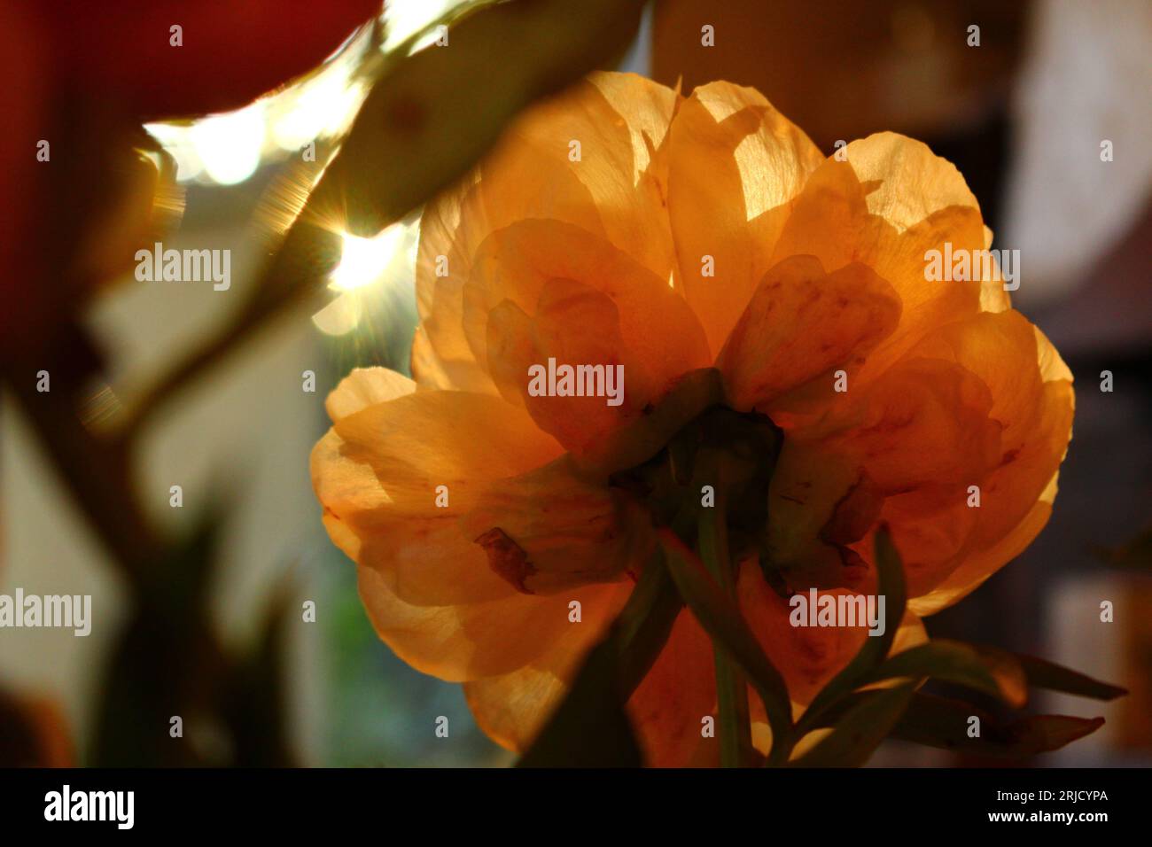 Back or underside of large flower lit up at golden hour with small sun ...