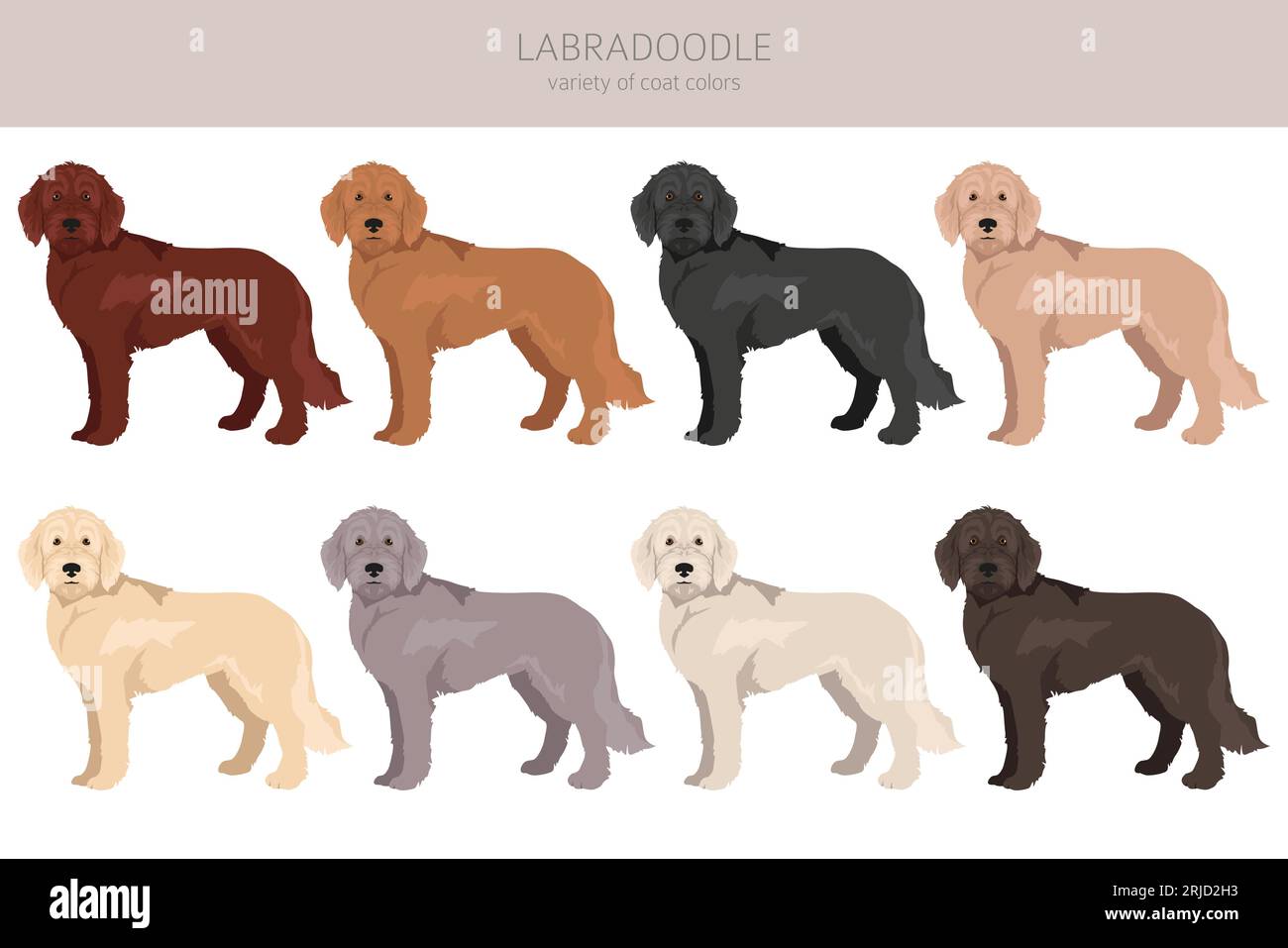 Labradoodle clipart. Different poses, coat colors set. Vector ...