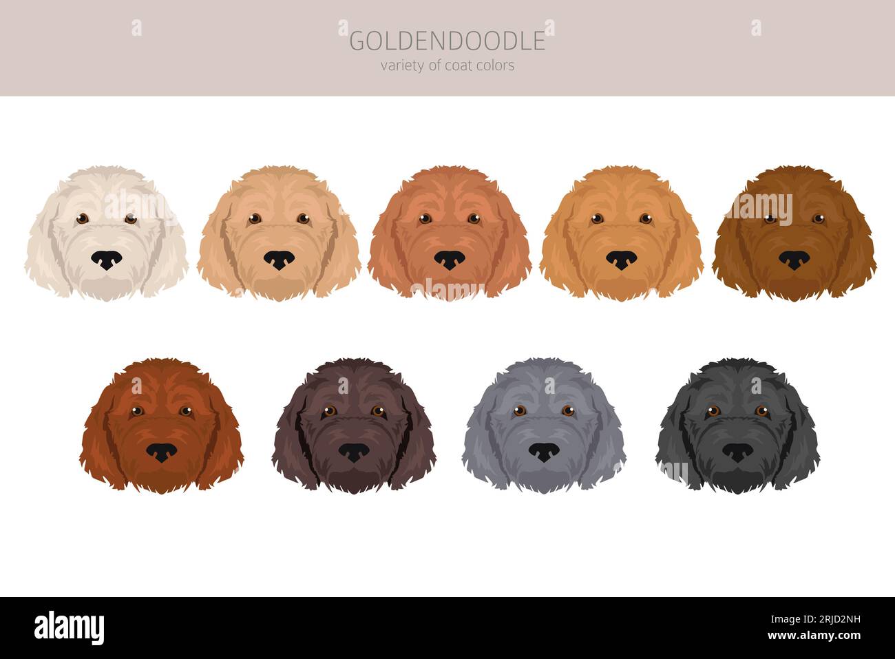 Goldendoodle clipart. Golden retriever Poodle mix. Different coat ...