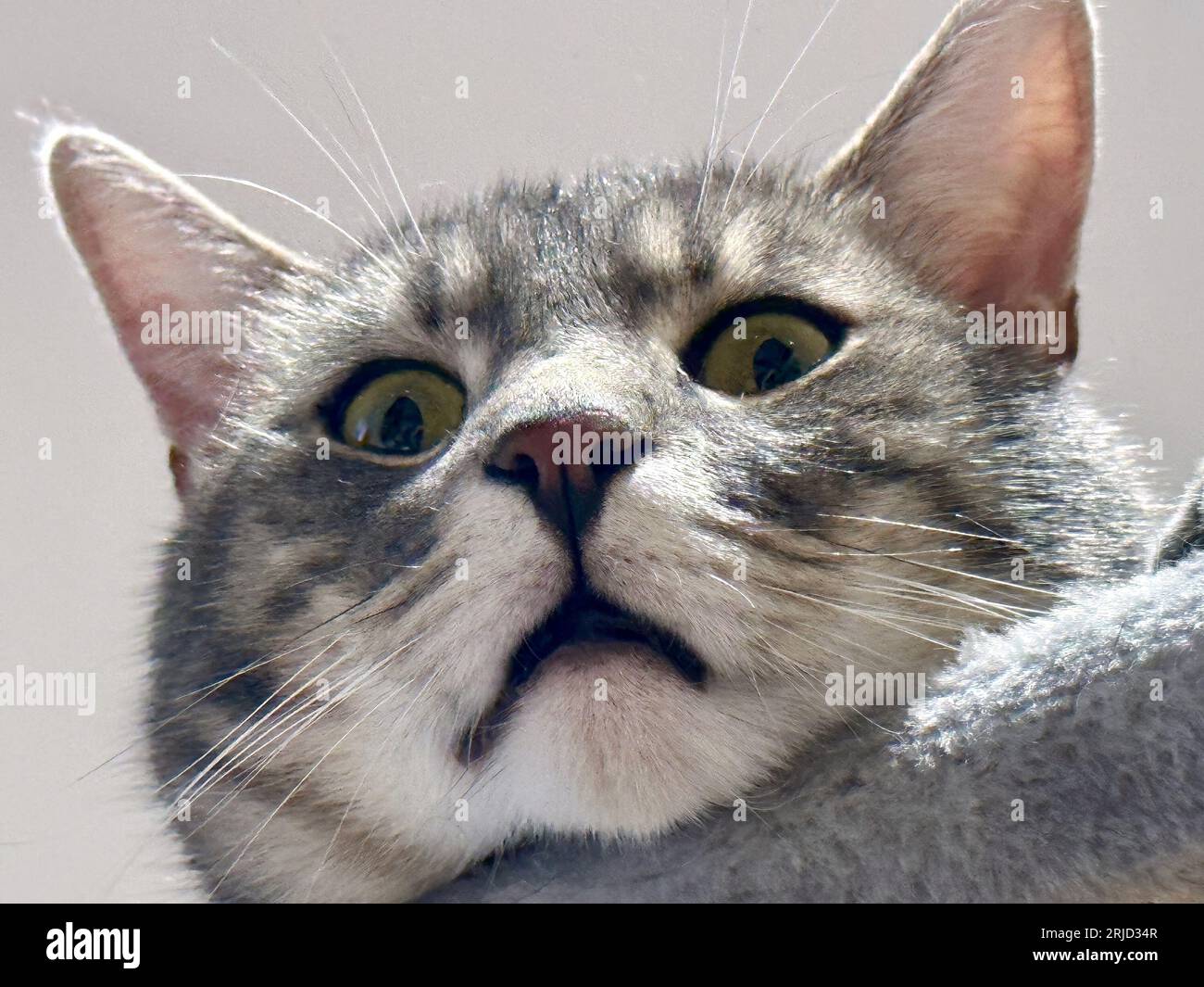 Closeup Portrait of a Funny Tabby Kitten with Head Hanging from Cat ...