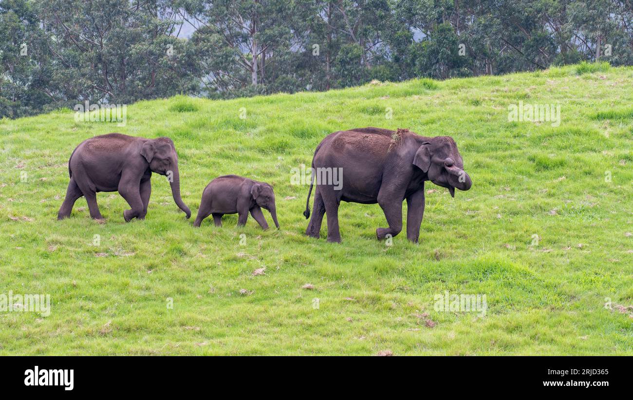 An Elephant mom grazing with her two siblings in the grassland of ...