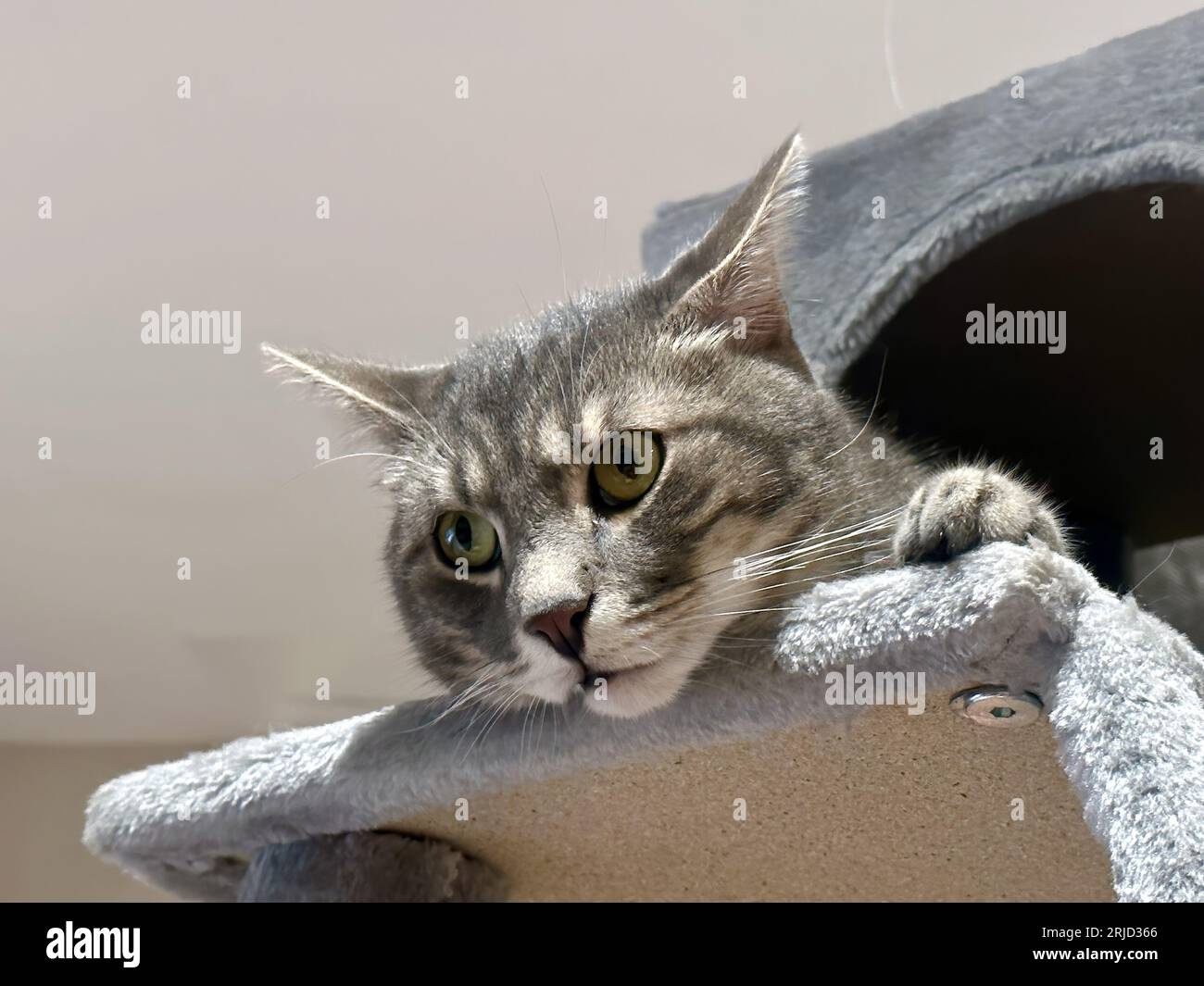 Closeup Portrait of a Funny Tabby Kitten with Head Hanging from Cat ...