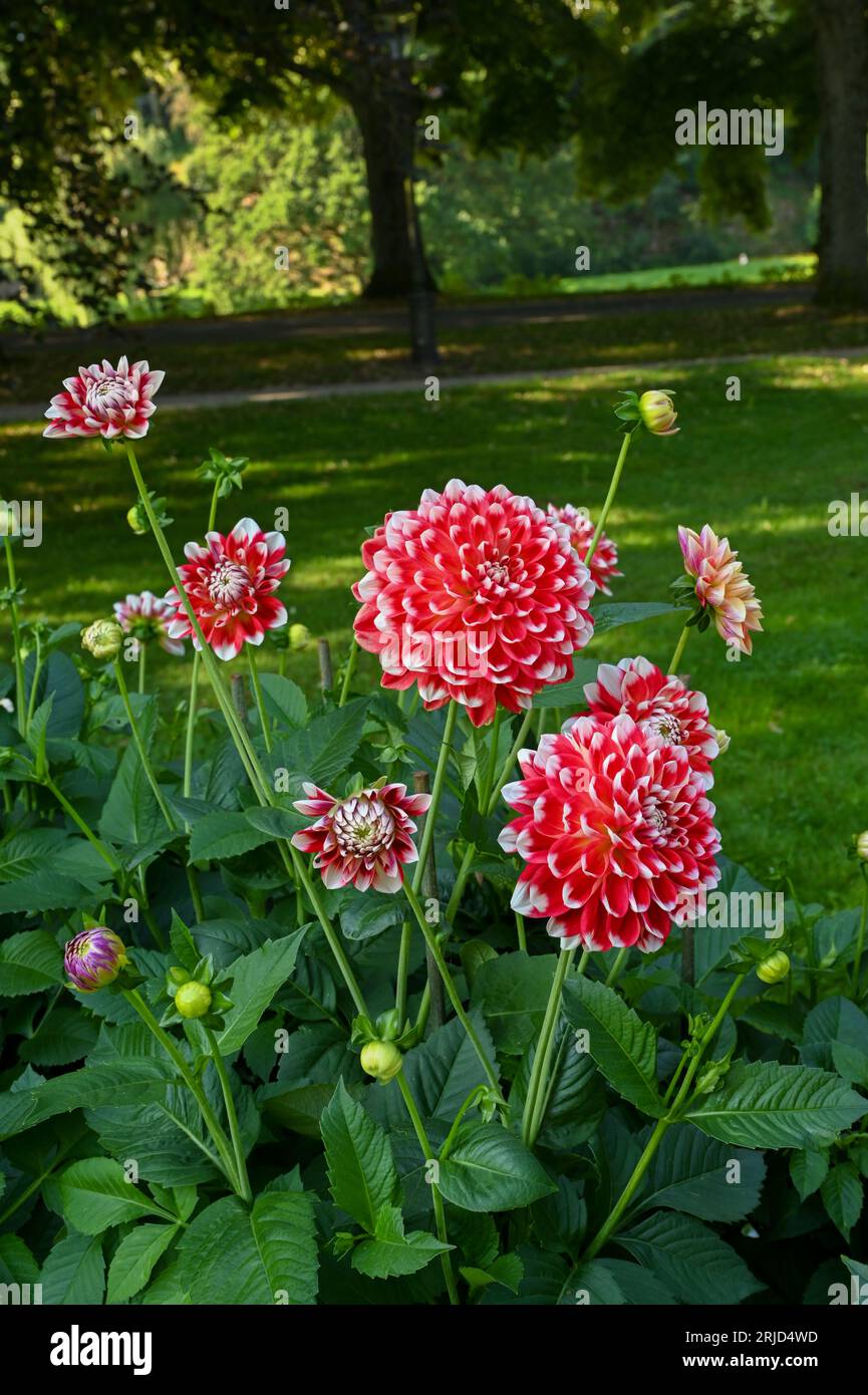 The dahlia (name, Hapet Celebration) in the dahlia garden Baden Baden ...