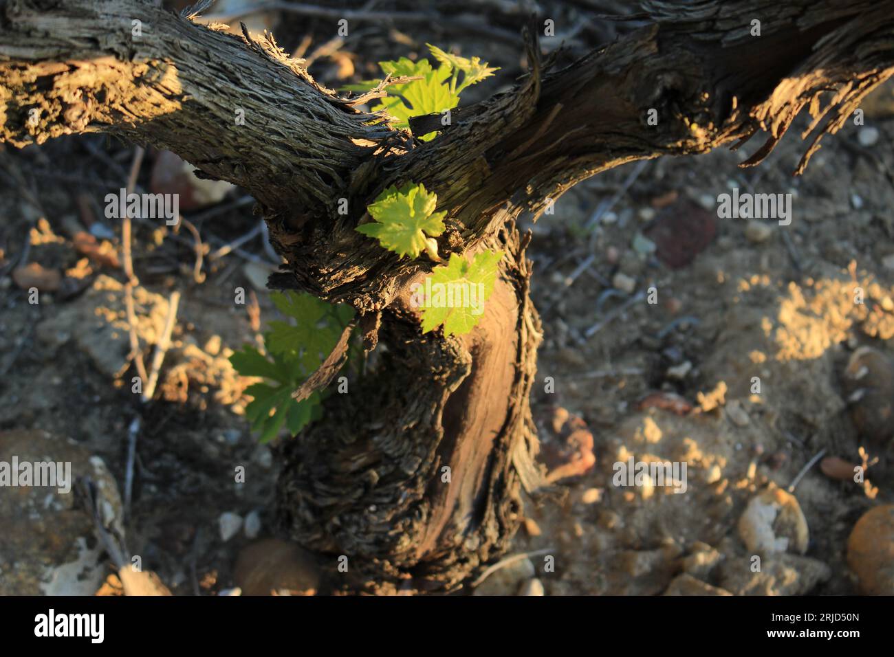 Close up of the trunk of an old grape vine with two main branches, and ...