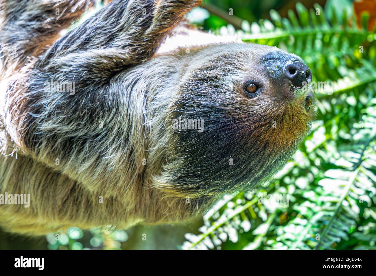 Linnaeus's Two-toed Sloth (Choloepus didactylus Stock Photo - Alamy