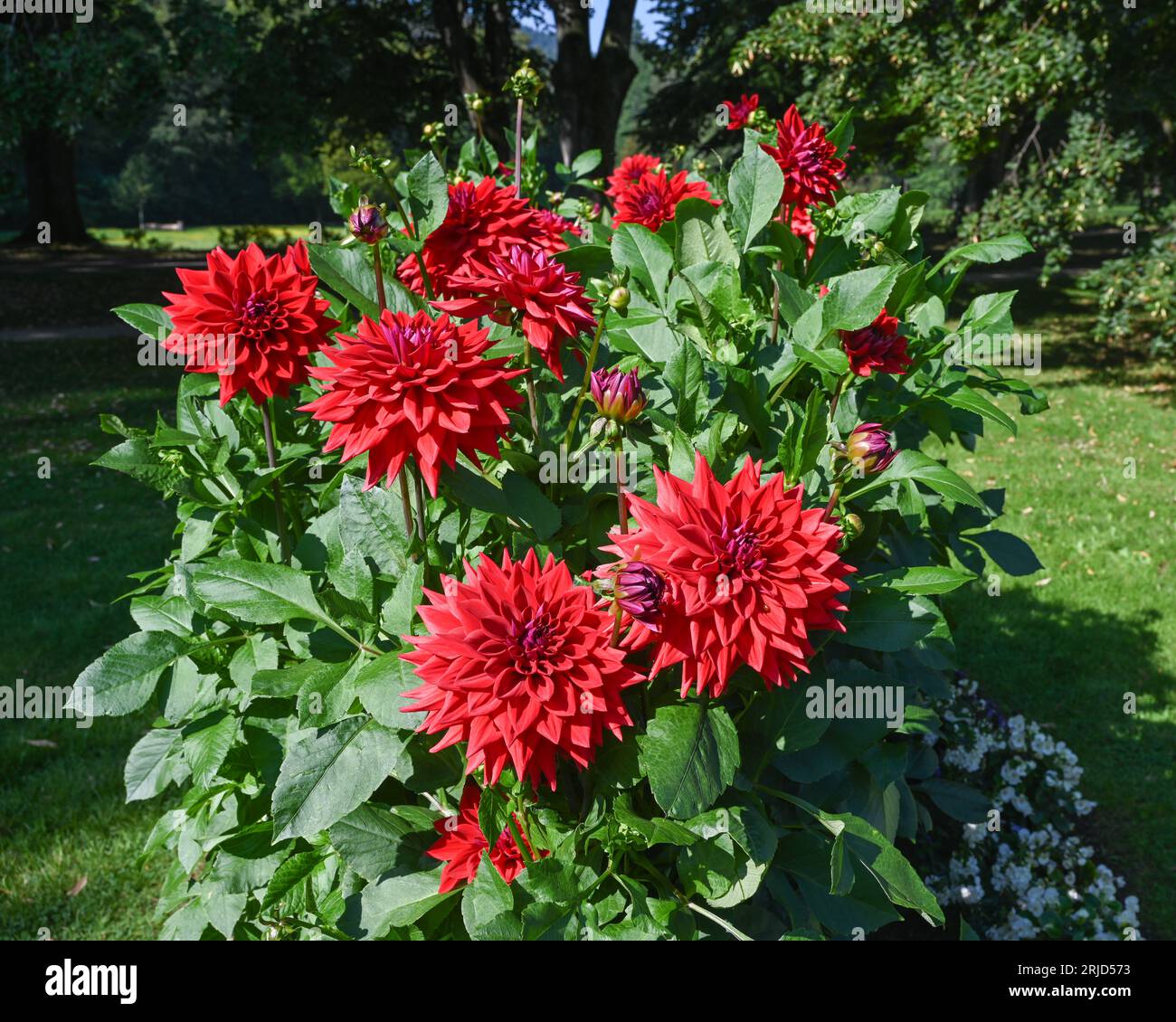 Hapet big red hi-res stock photography and images - Alamy