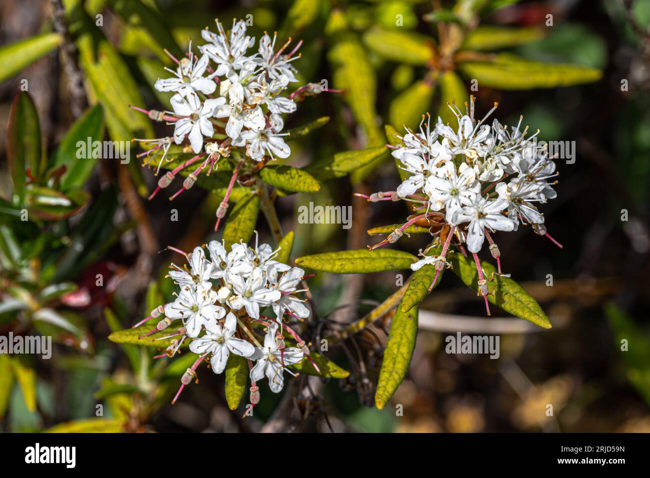Western Labrador Tea (Rhododendron columbianum Stock Photo - Alamy