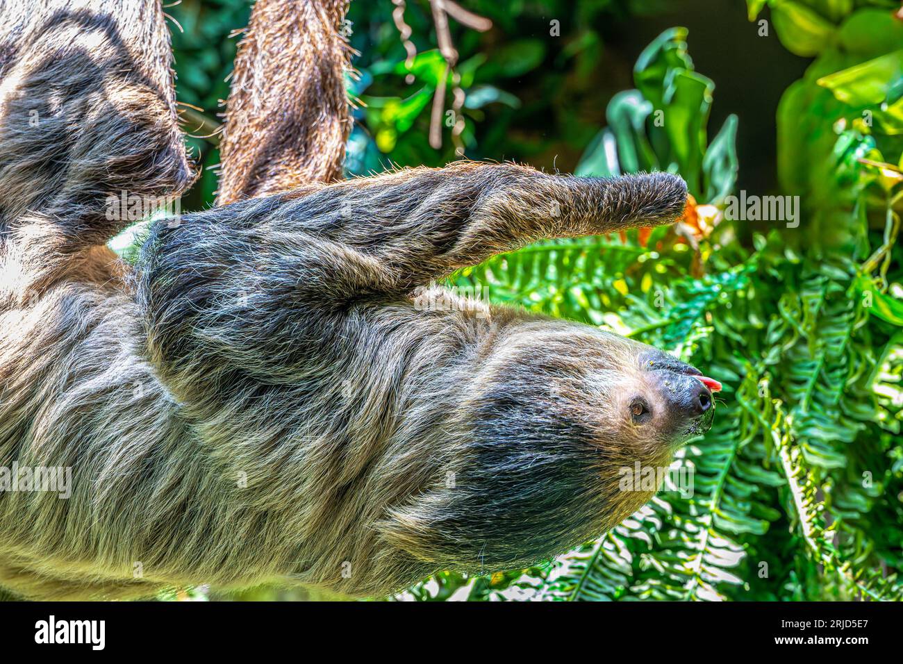 Sloth amazon rainforest eating hi-res stock photography and images - Alamy