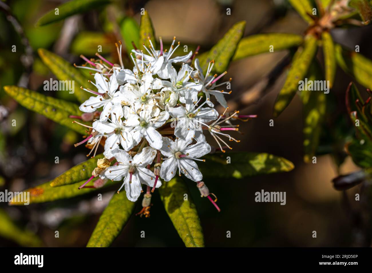 Western Labrador Tea (Rhododendron columbianum Stock Photo - Alamy
