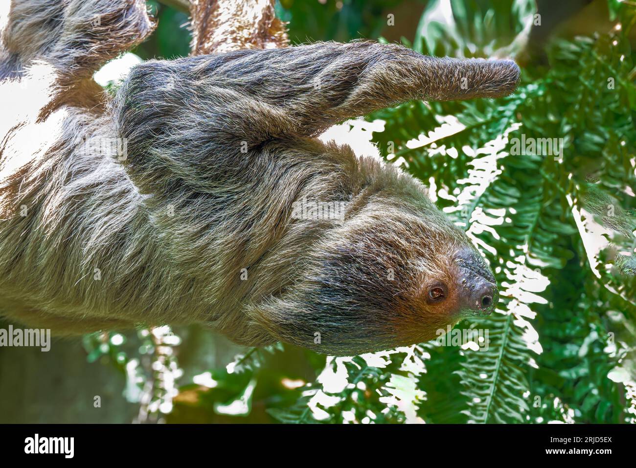 Linnaeus's Two-toed Sloth (Choloepus didactylus Stock Photo - Alamy