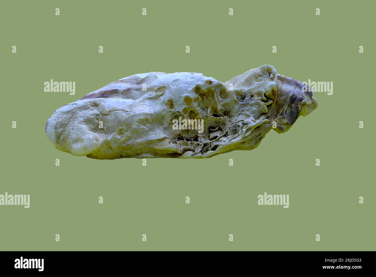 Still life: A side view of a seashell with surface pitting. Macro, with ...