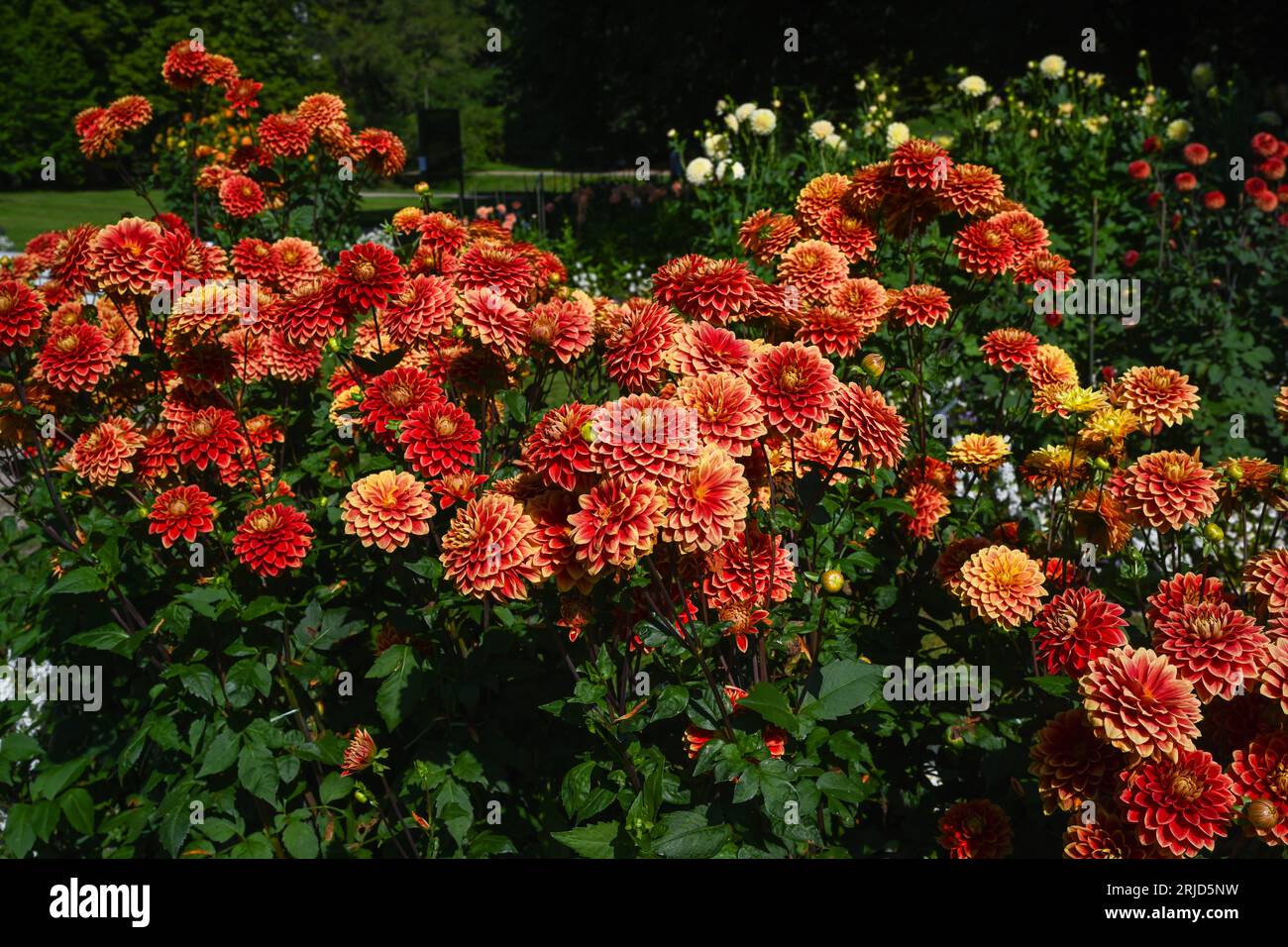 Bettina verbeek hi-res stock photography and images - Alamy