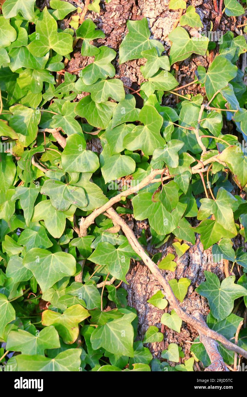 Close-up, the trunk of a tree with climbing ivy attacking its surface ...