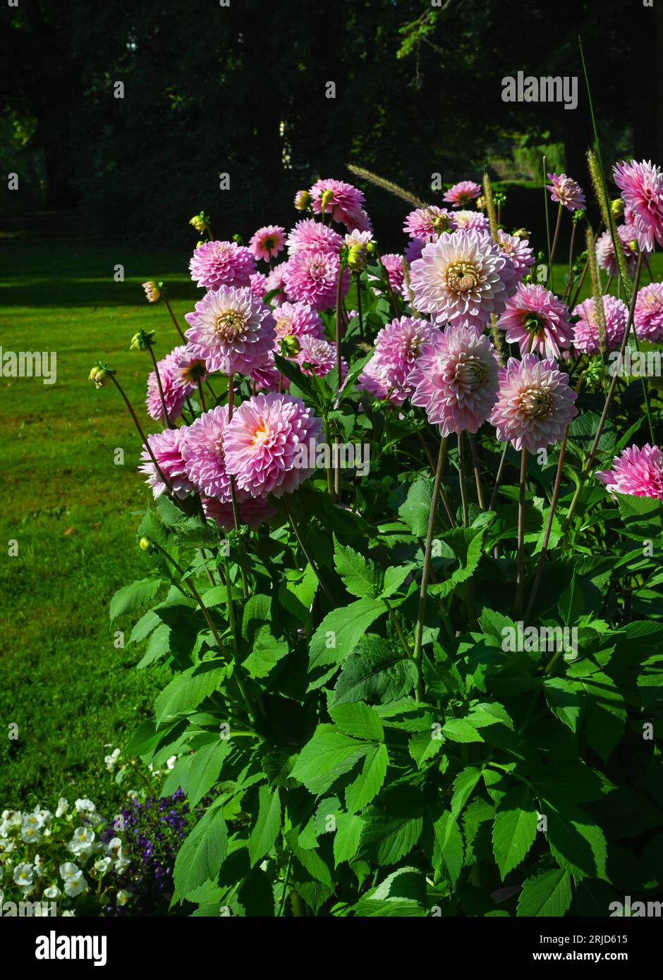 The dahlia (name, Hapet rose dream) in the dahlia garden Baden Baden ...