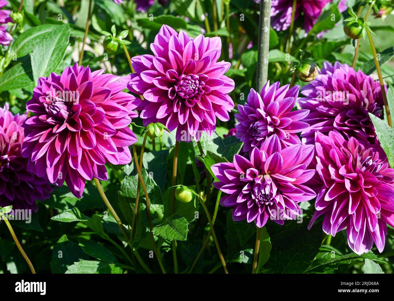 The dahlia (name, Thomas A. Edison) in the dahlia garden Baden Baden ...