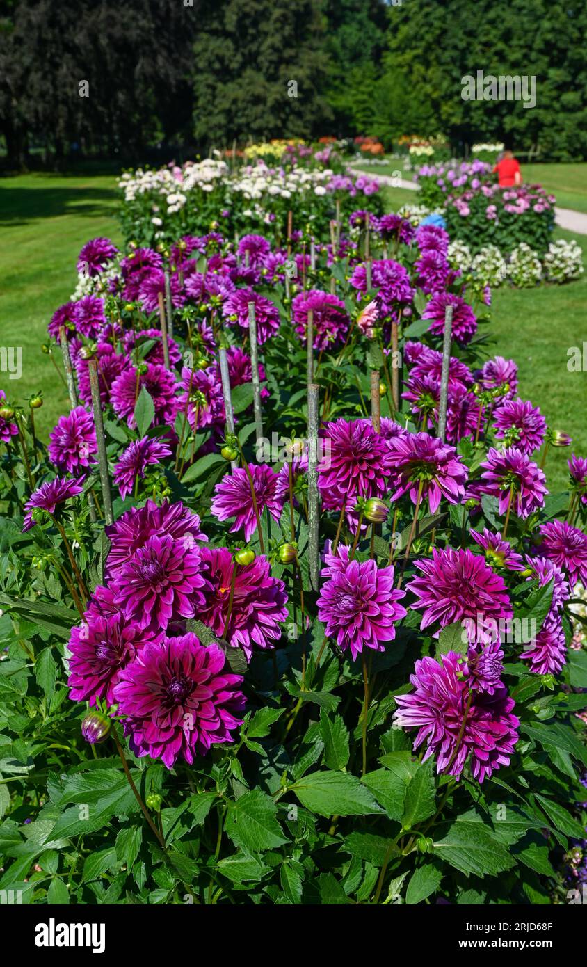 The dahlia (name, Thomas A. Edison) in the dahlia garden Baden Baden ...
